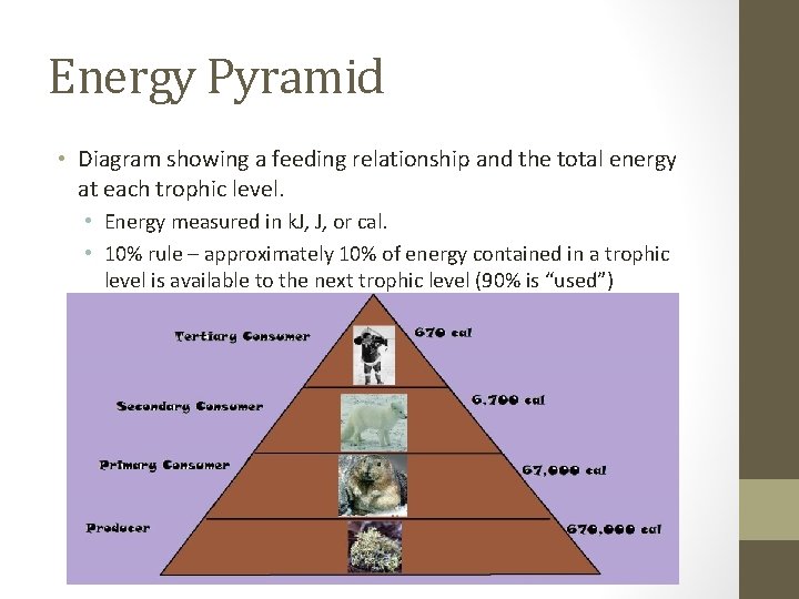 Food Webs and Pyramids Feeding Interactions Terms AutotrophProducers