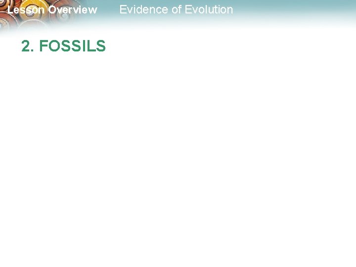 Lesson Overview Evidence of Evolution Part 1 Biogeography