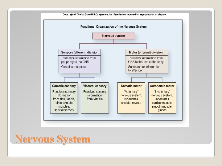 Neurons Synapses Signaling Campbell and Reece Chapter 48