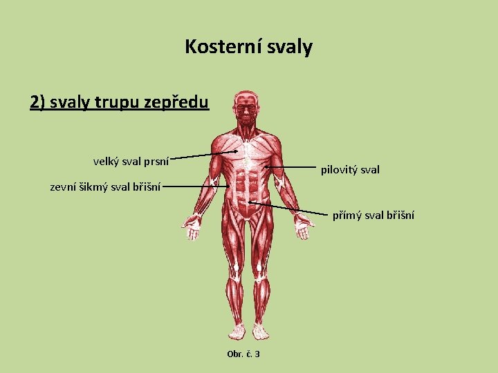 Biologie lovka Pohybov soustava Autor Mgr et Mgr