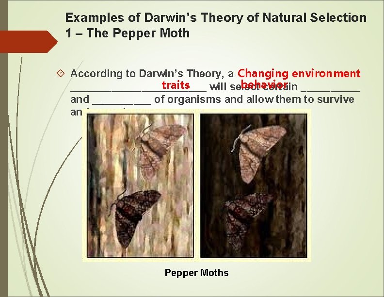 Evolution Evolution Life on earth bean over three