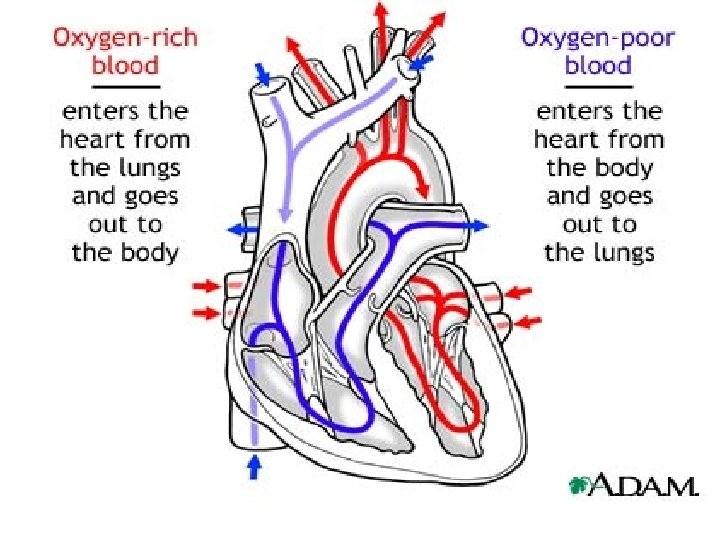 The Circulatory System The bodys transport system Functions