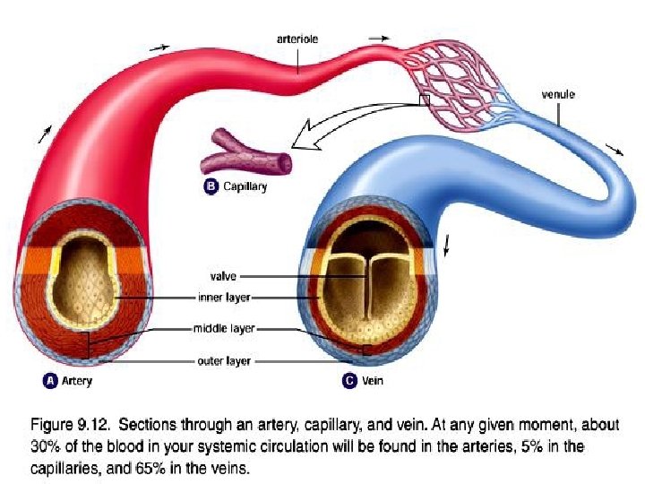 The Circulatory System The bodys transport system Functions