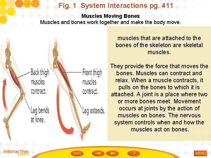 Introduction to the Human Body Ms De Los
