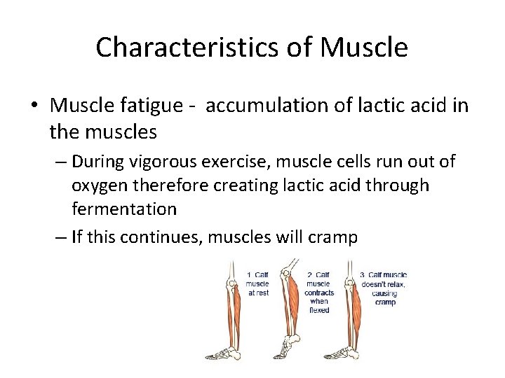 Muscles The human body is composed of over