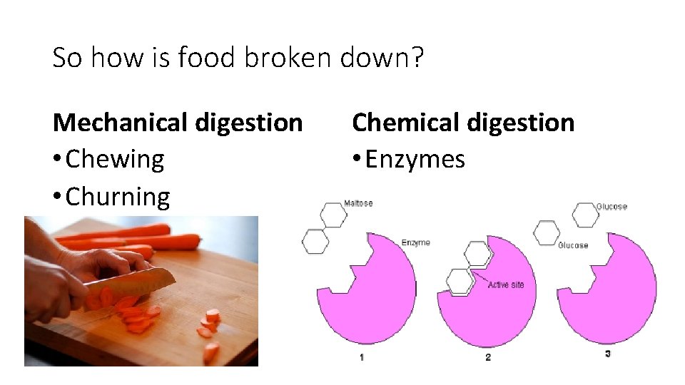 Enzymes and Digestion Let me break it down