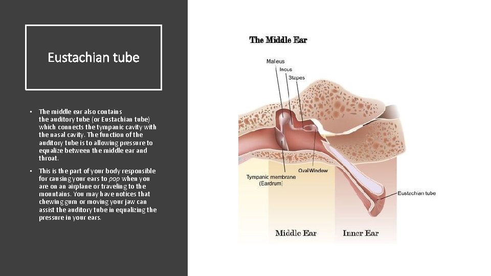 Your ear is the receptor organ responsible for