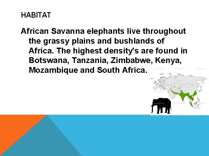 By John AFRICAN SAVANNA ELEPHANTS INTRODUCTION Savanna elephants