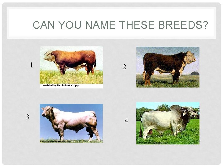 BEEF CATTLE BREEDS ORIGINS COLORS CHARACTERISTICS MAJOR BEEF
