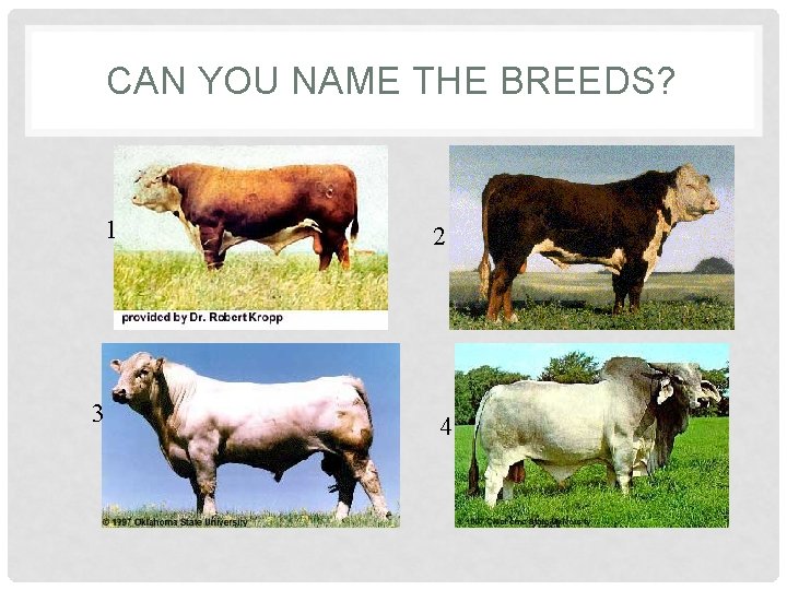 BEEF CATTLE BREEDS ORIGINS COLORS CHARACTERISTICS MAJOR BEEF