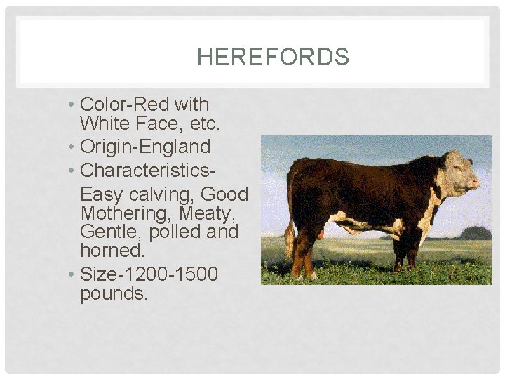 BEEF CATTLE BREEDS ORIGINS COLORS CHARACTERISTICS MAJOR BEEF