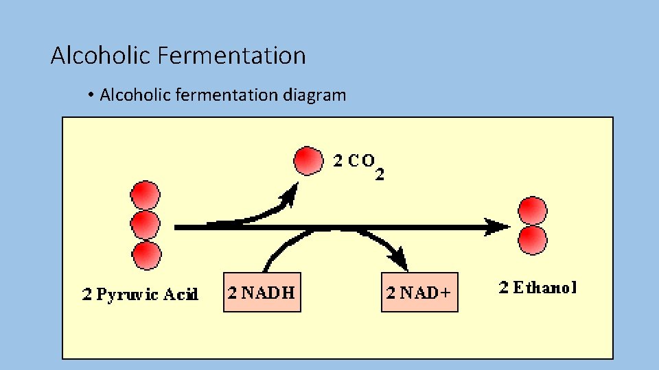 Cellular Respiration Ms Lew Biology Chapter 9 Chemical