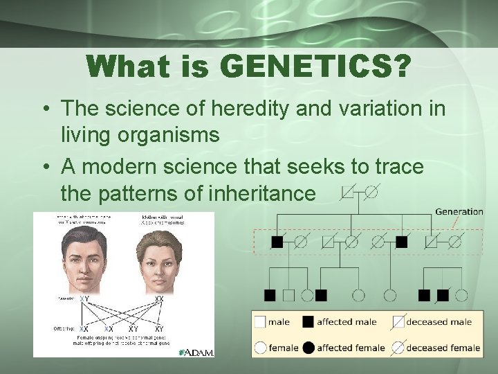 Introduction to Genetics Biology 30 What is GENETICS