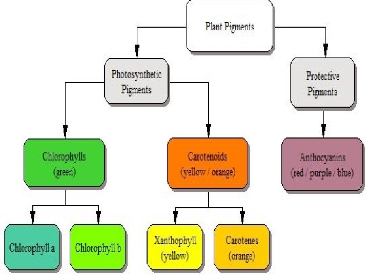 Paper Chromatography of a Spinach Leaf Lab Paper