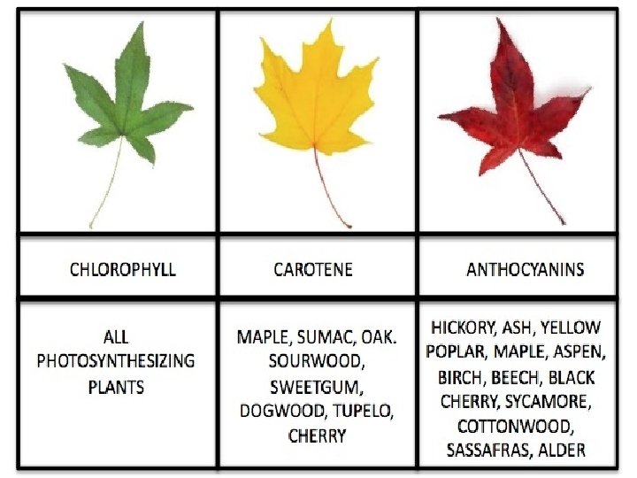 Paper Chromatography of a Spinach Leaf Lab Paper