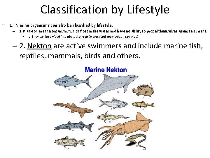 Marine Biology Ocean Habitats A There are two