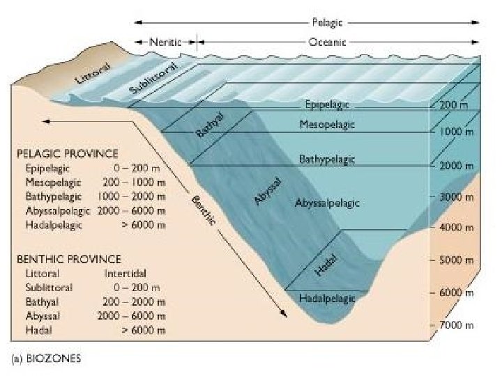 Marine Biology Ocean Habitats A There are two