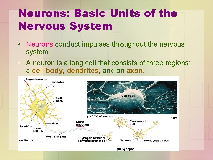 36 1 The Nervous System Section Objectives Analyze