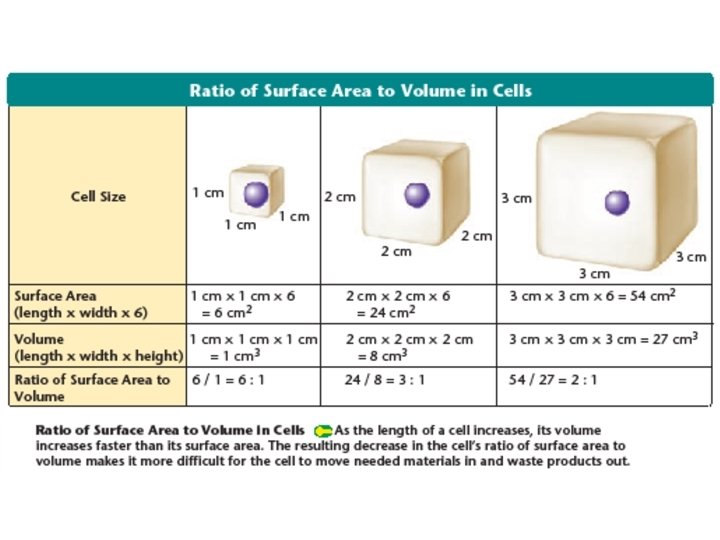 Cell Size and Membrane Transport Georgia Performance Standards