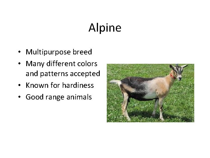 Goat Breeds Animal Science Sheep and Goat Terms