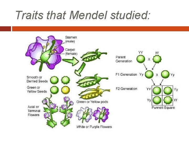 Genetics Vocabulary Gene A section of DNA that