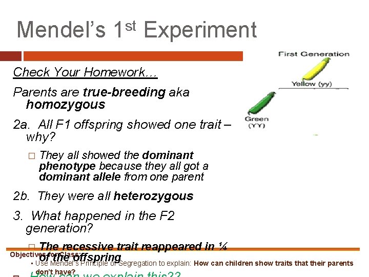 Genetics Vocabulary Gene A section of DNA that