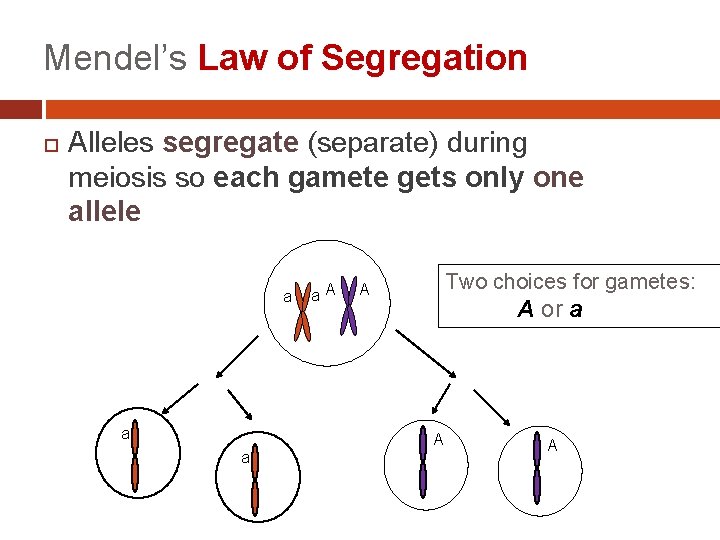 Genetics Vocabulary Gene A section of DNA that