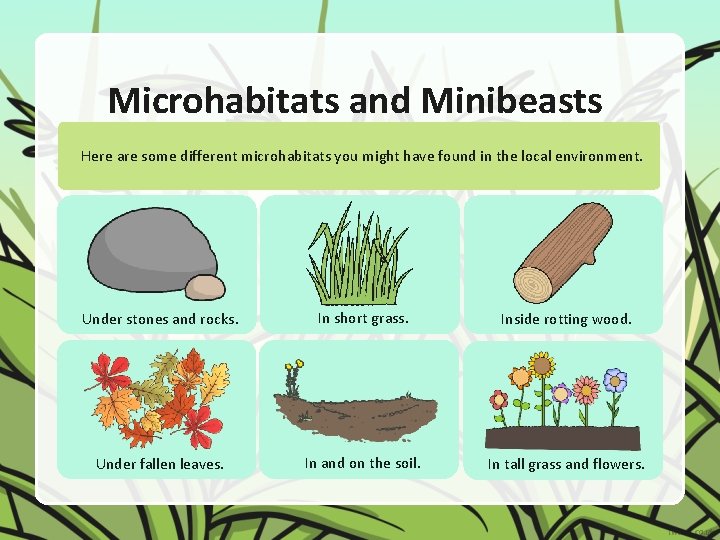 Living Things and Their Habitats Year One Aim