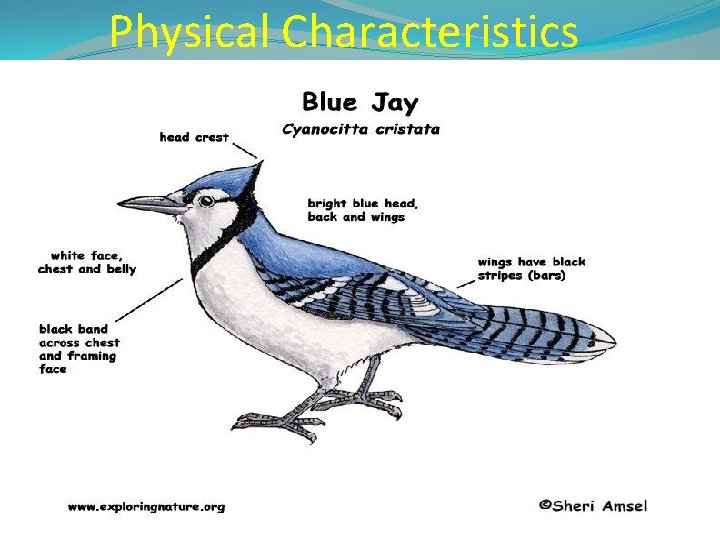 The Blue Jay Classification Scientific Name Cyanocitta Cristata