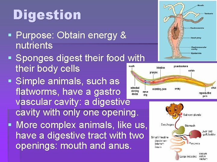 Animal Body Systems ObjectivesAt the end of this