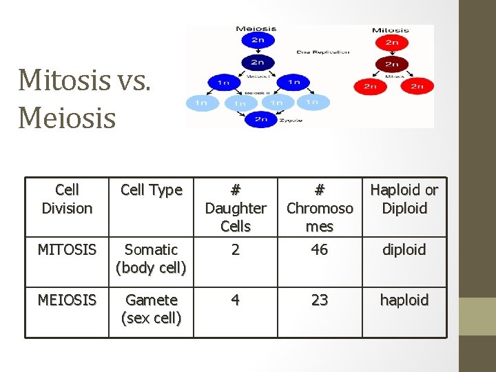 Meiosis Process by which GAMETES are formed sex