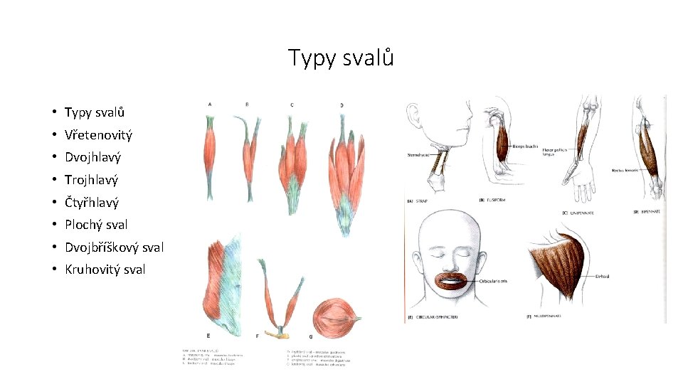 Pohybov soustava lovka Pedevm Kosti a svaly Dle