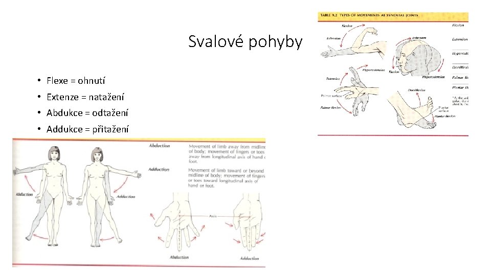 Pohybov soustava lovka Pedevm Kosti a svaly Dle