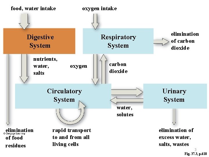 The Digestive System and Body Metabolism Digestion Breakdown