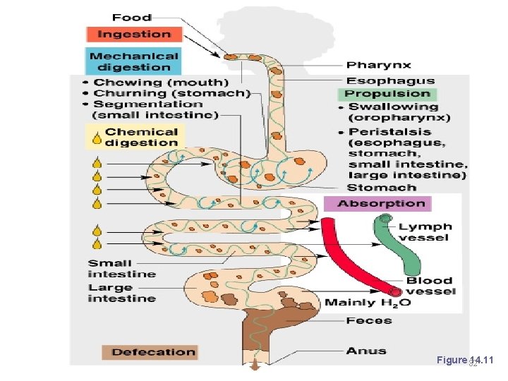 The Digestive System and Body Metabolism Digestion Breakdown