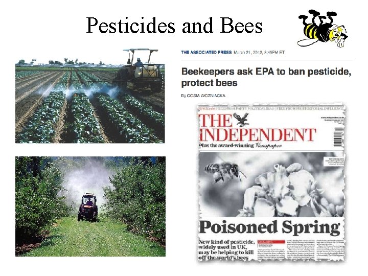 Bee Health in North America Understanding Colony Decline