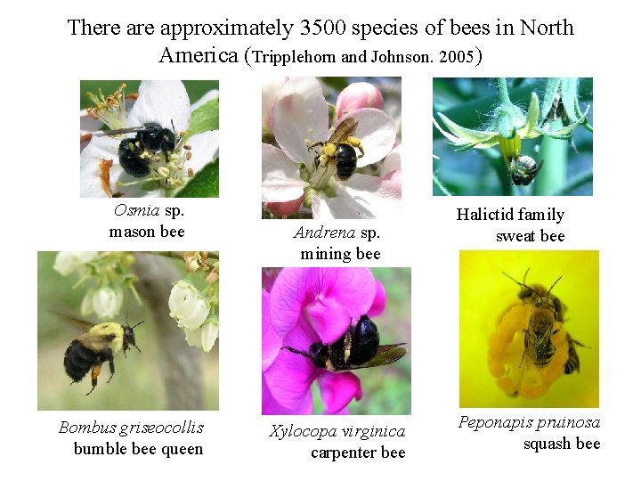 Bee Health in North America Understanding Colony Decline