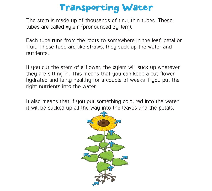 We are learning about plant water transportation so