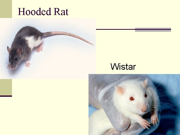 Rat Anatomy and Biology Introduction Rattus norvegicus Norway