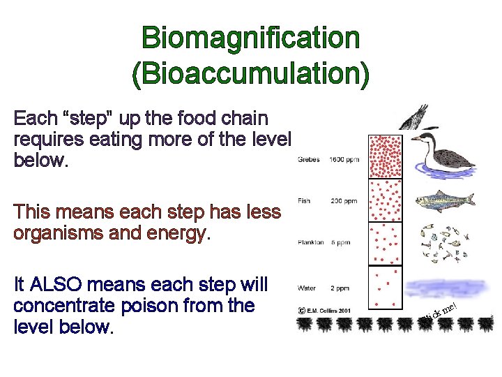 The organisms in the food web live near