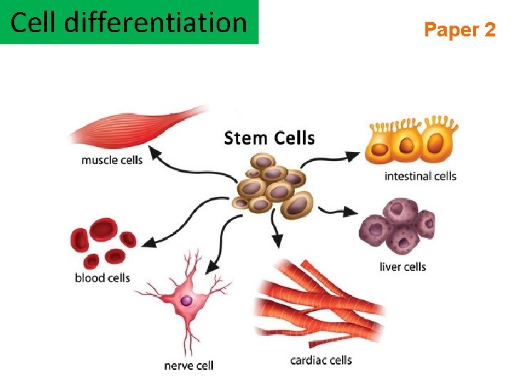 Stem cells Learning objectives To understand the embryos