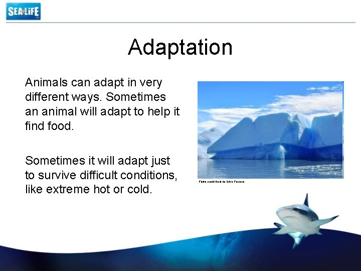 SESE Living Things Adaptation Habitats Animals can live