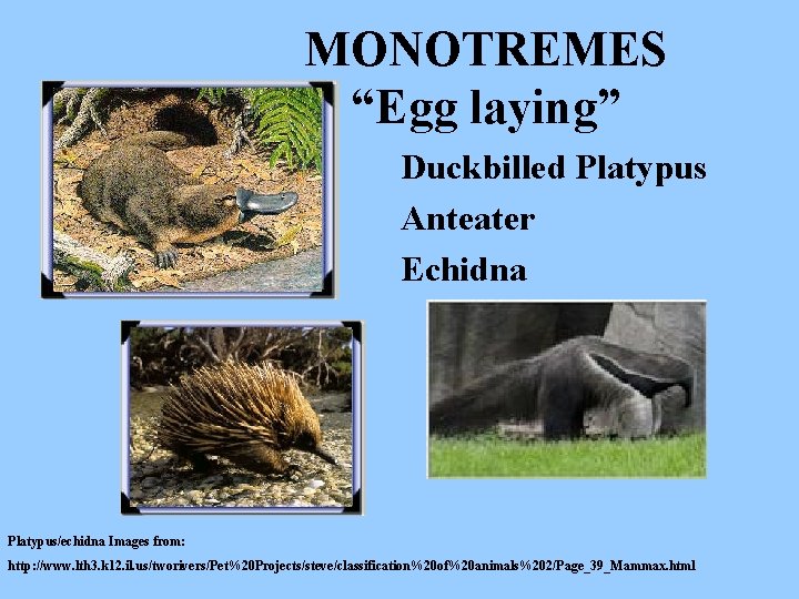 Mammalian Adaptations MONOTREMES Egg laying Duckbilled Platypus Anteater