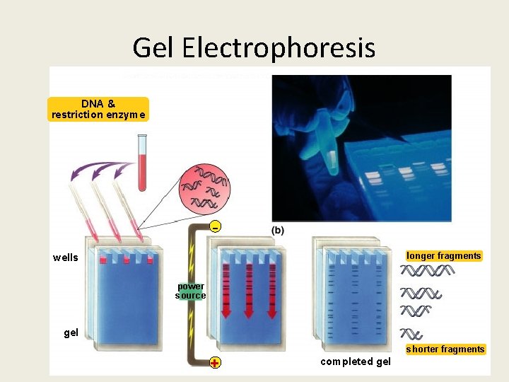 Biotechnology Gel Electrophoresis Many uses of restriction enzymes