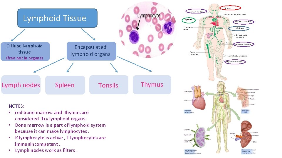 HISTOLOGY LYMPHOID TISSUE LYMPHOID TISSUE Objectives By the HISTOLOGY LYMPHOID TISSUE LYMPHOID TISSUE Objectives By the