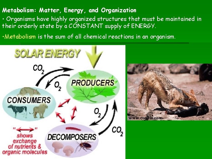 Chapter 7 8 Photosynthesis Cellular Respiration Metabolism Matter