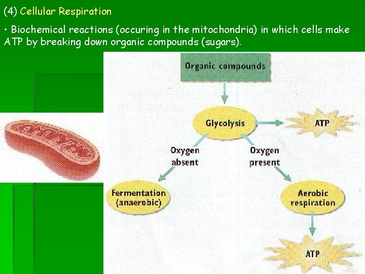 Chapter 7 8 Photosynthesis Cellular Respiration Metabolism Matter