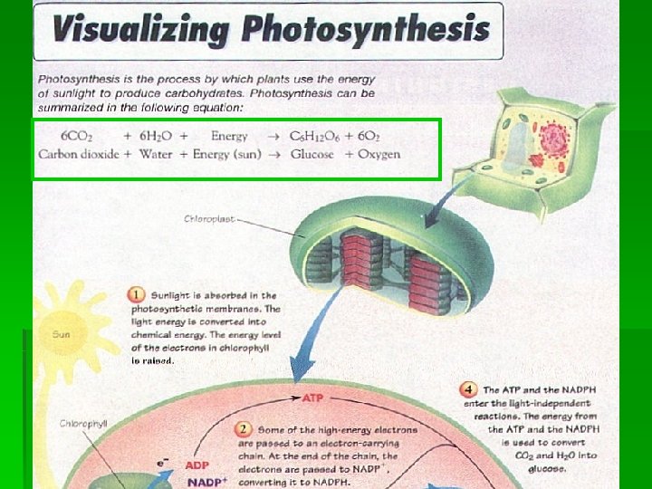 Chapter 7 8 Photosynthesis Cellular Respiration Metabolism Matter