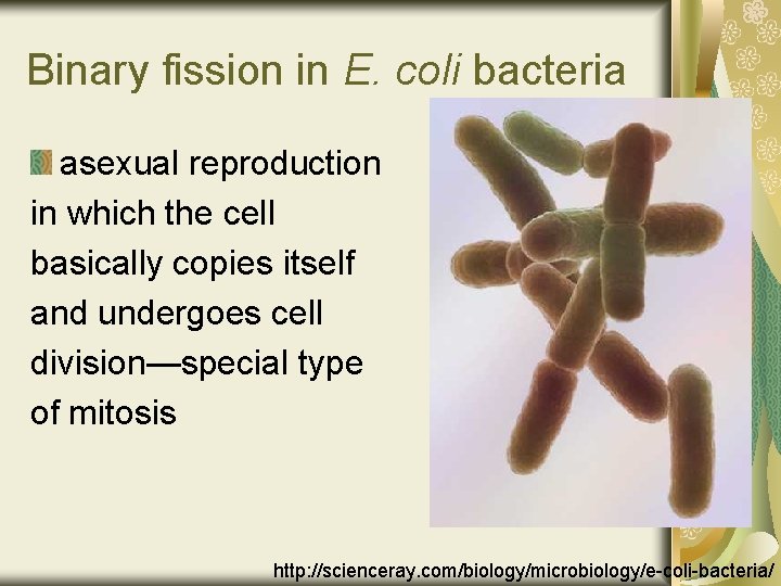 Unicellular Organisms Objective 1 1 Identify unicellular organisms