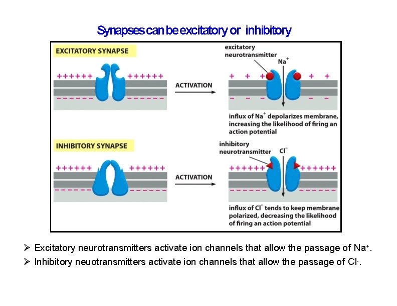 Cell Biology Membrane Transport Alberts Bruce Essential Cell